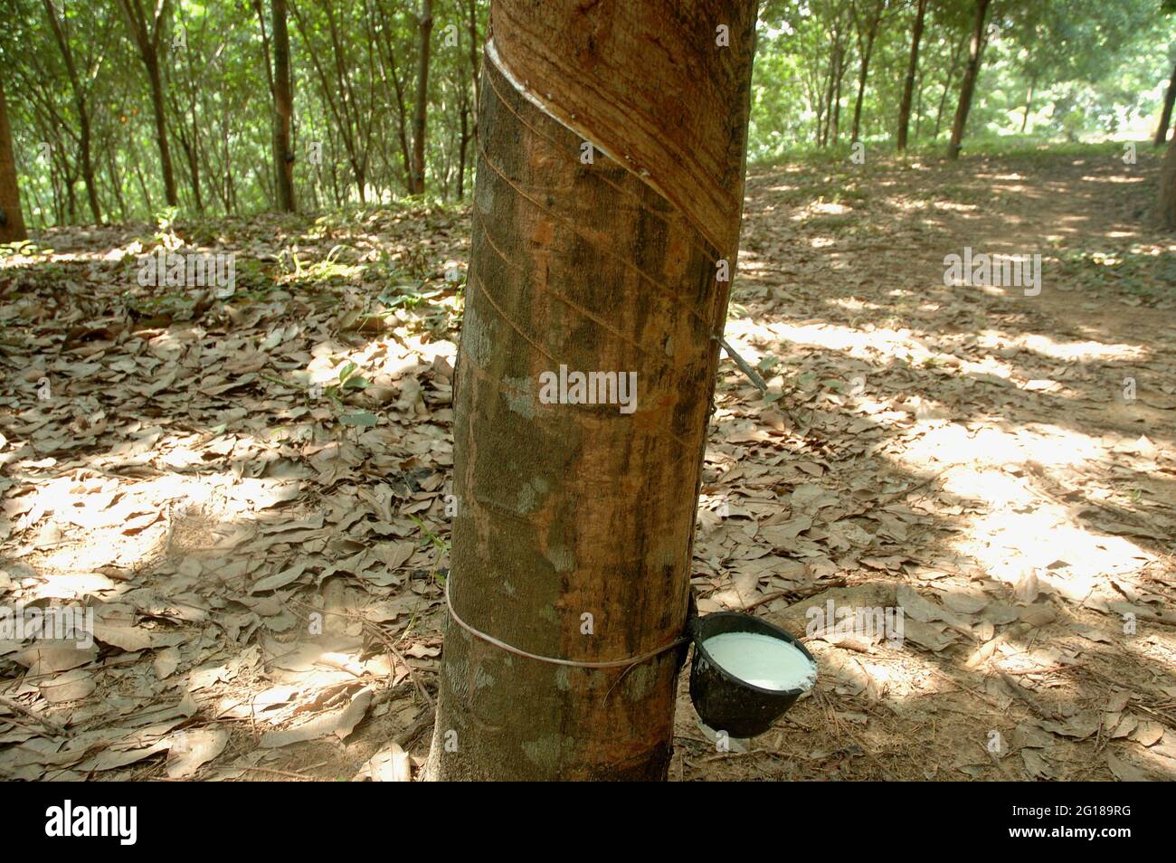 The extraction of latex from a tree; latex is used in rubber production ...