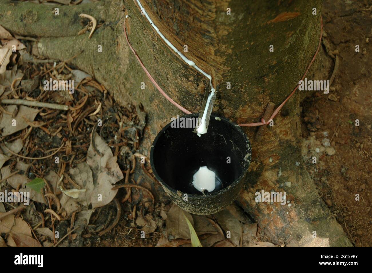 The extraction of latex from a tree; latex is used in rubber production ...