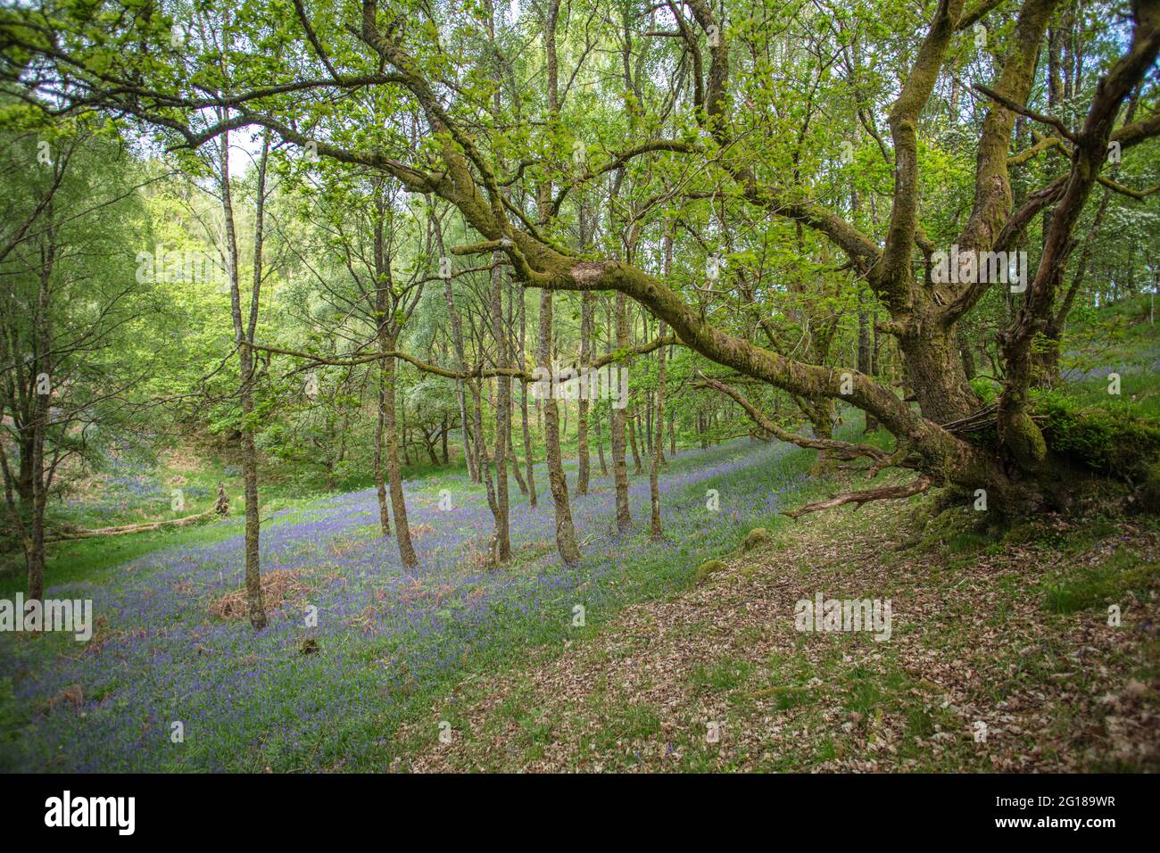 Little Druim Wood is situated near Lendrick, Stirling, Scotland, United ...