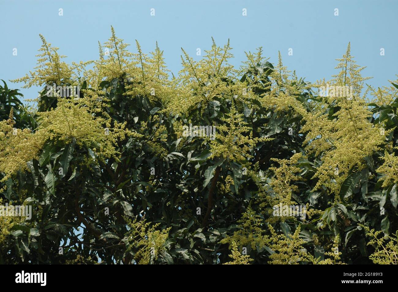 A Mango tree in blossom. Bangladesh. January 26, 2007 Stock Photo - Alamy
