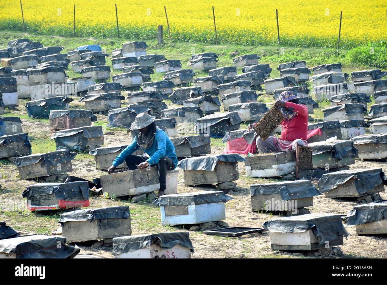 Beekeeping tourism hi-res stock photography and images - Alamy