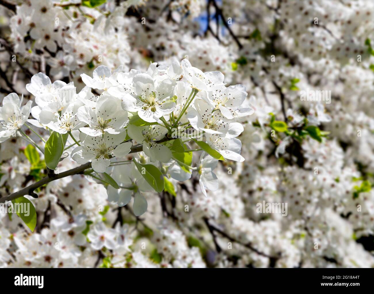 Blooming apple tree branch with large white flowers in spring time ...