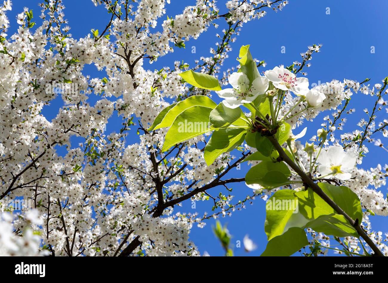 Blooming apple tree branch with large white flowers in spring time ...