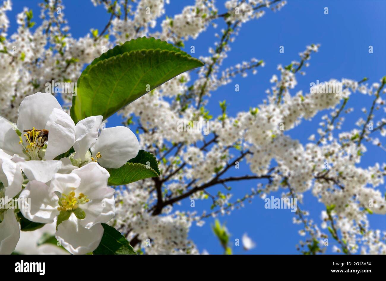 Blooming apple tree branch with large white flowers in spring time ...