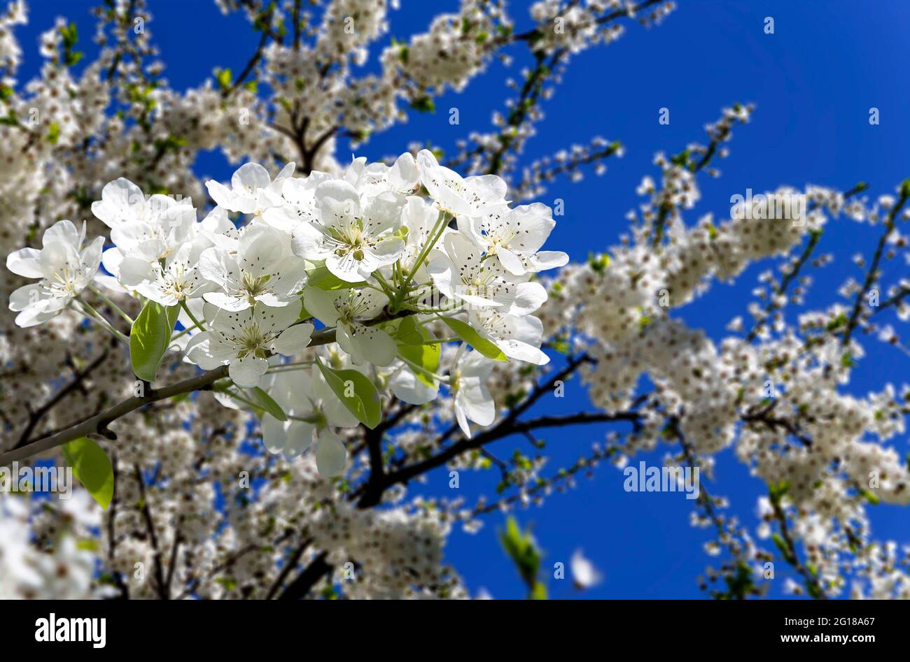 Blooming apple tree branch with large white flowers in spring time ...