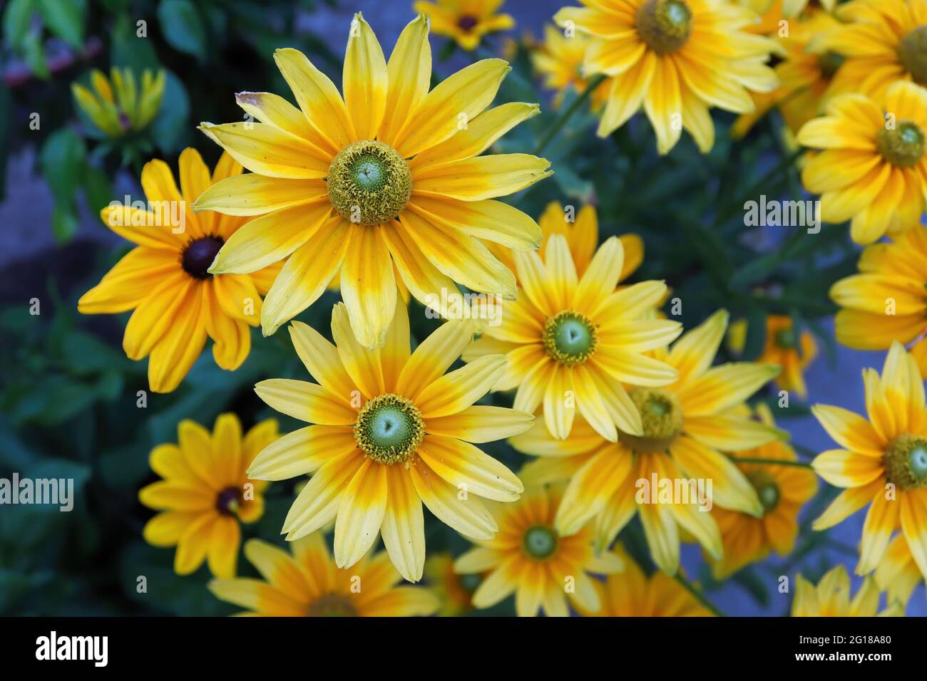 Open clusters of flowers hi-res stock photography and images - Alamy