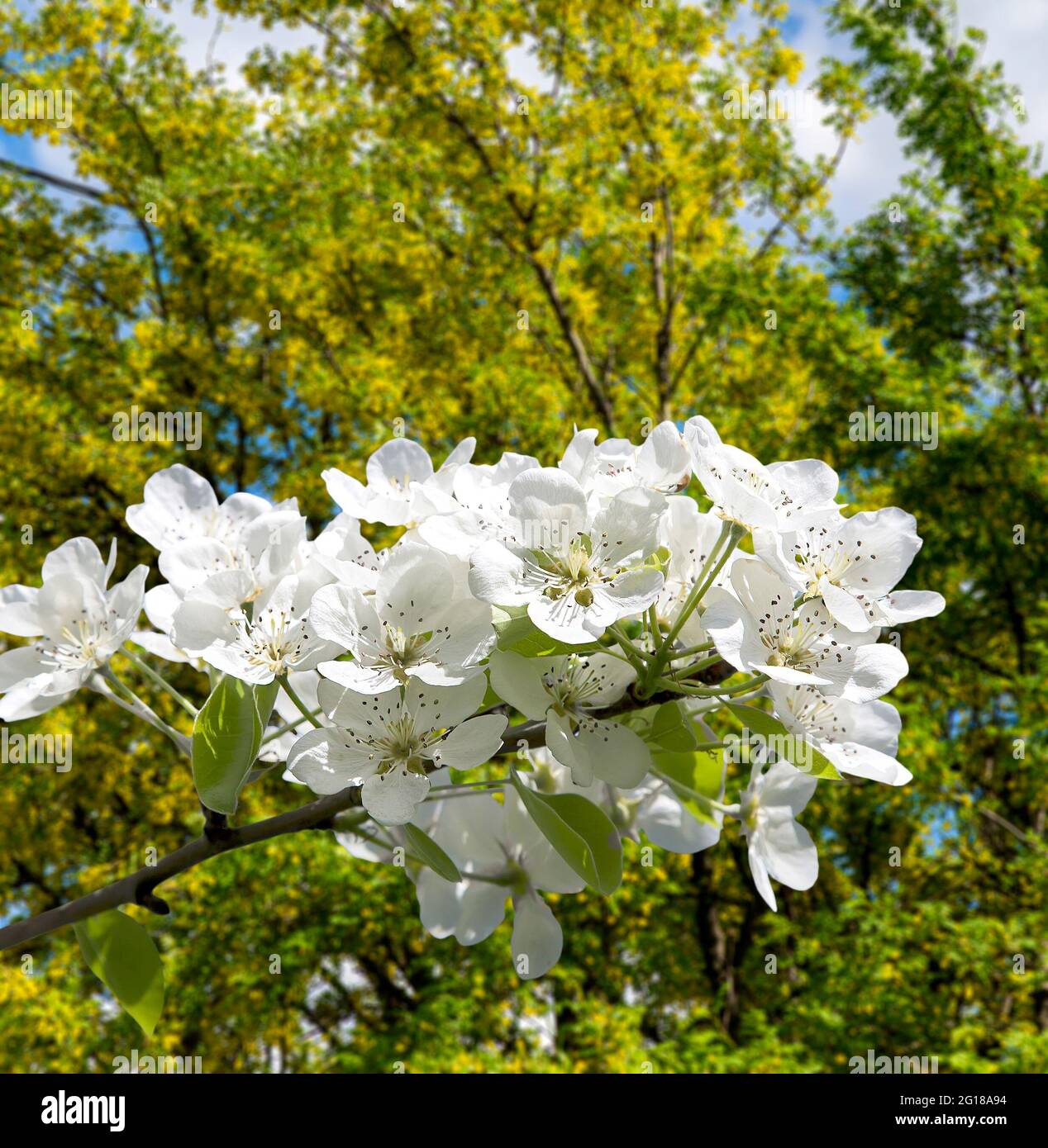 Blooming apple tree branch with large white flowers in spring time ...