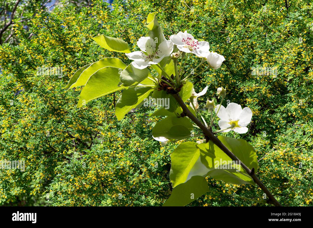 Blooming apple tree branch with large white flowers in spring time ...