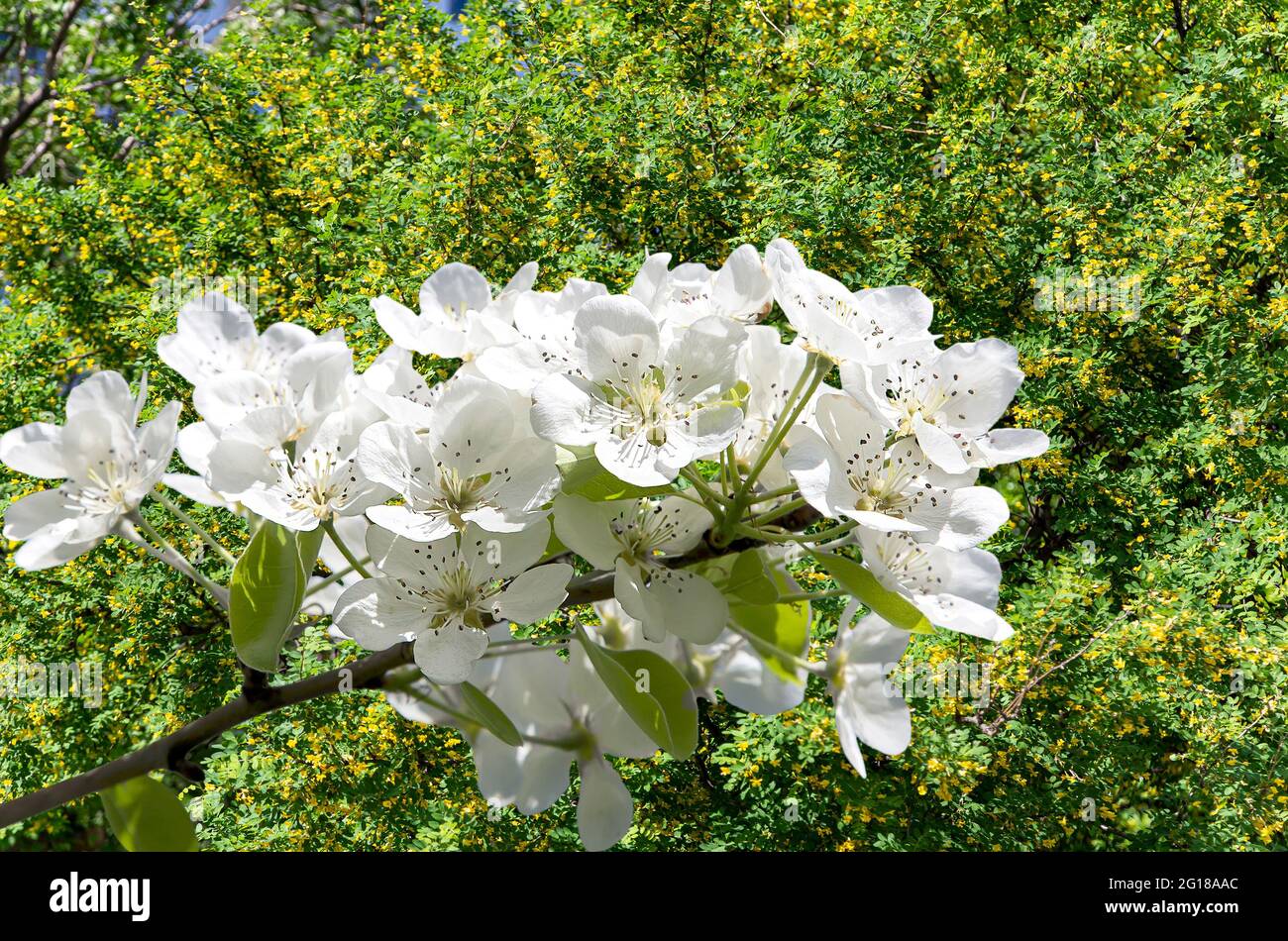 Blooming apple tree branch with large white flowers in spring time ...