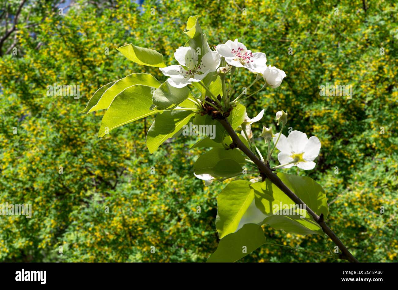 Blooming apple tree branch with large white flowers in spring time ...