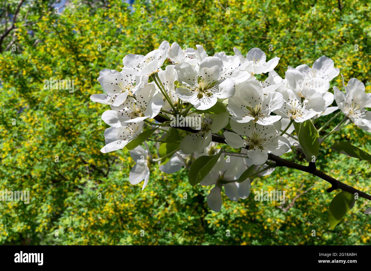 Blooming apple tree branch with large white flowers in spring time ...