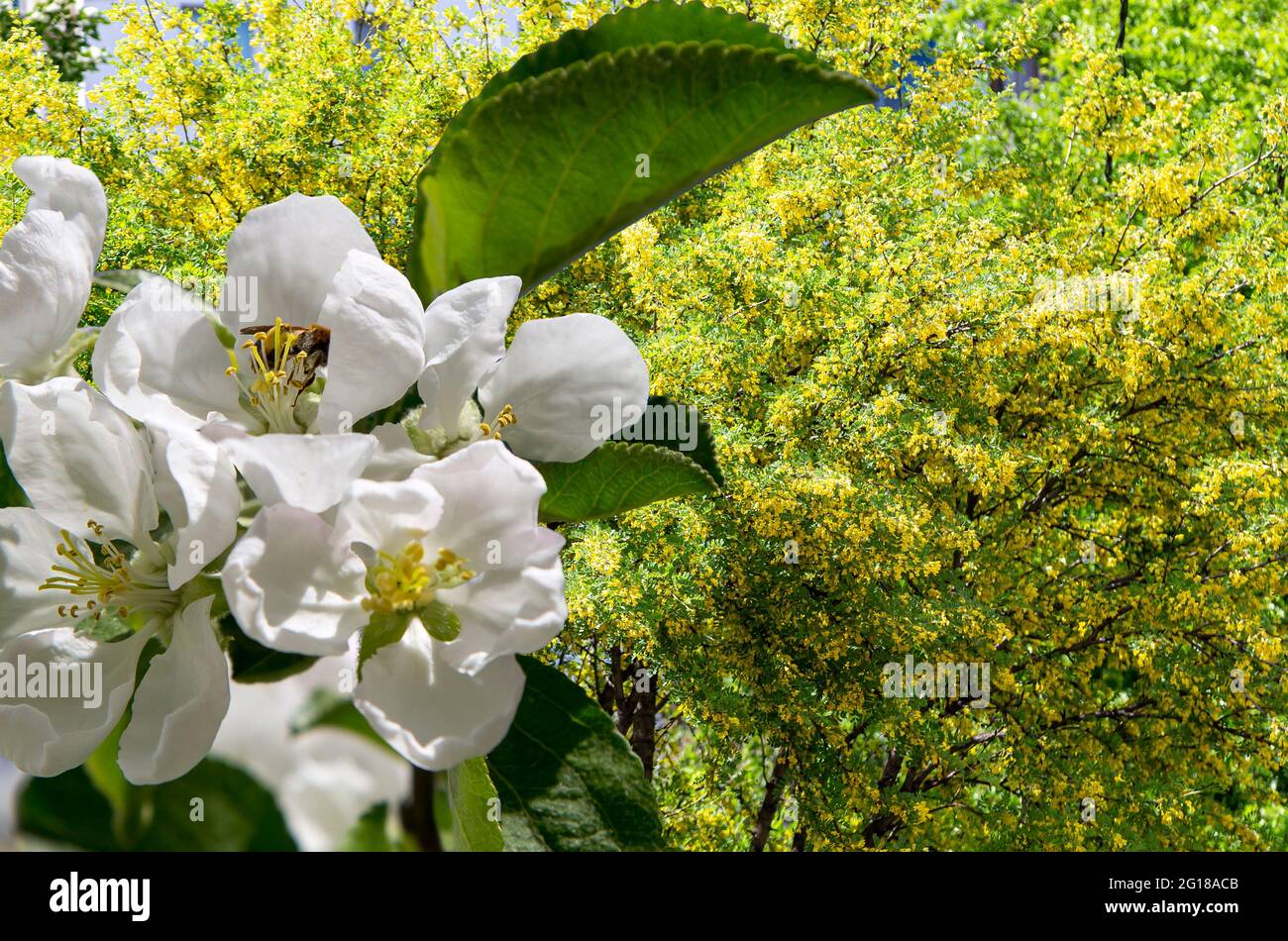 Blooming apple tree branch with large white flowers in spring time ...