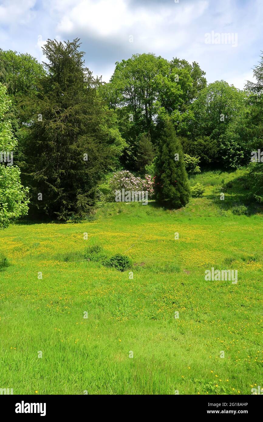 A woodland scene with green grass and flowers Stock Photo - Alamy