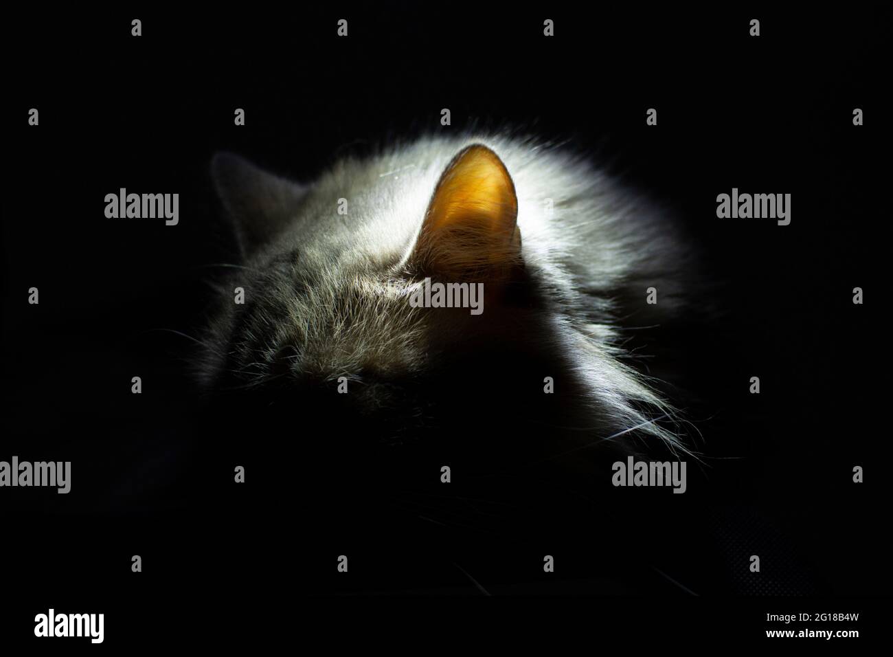 cat ear illuminated in the dark. Cat's hearing concept Stock Photo - Alamy