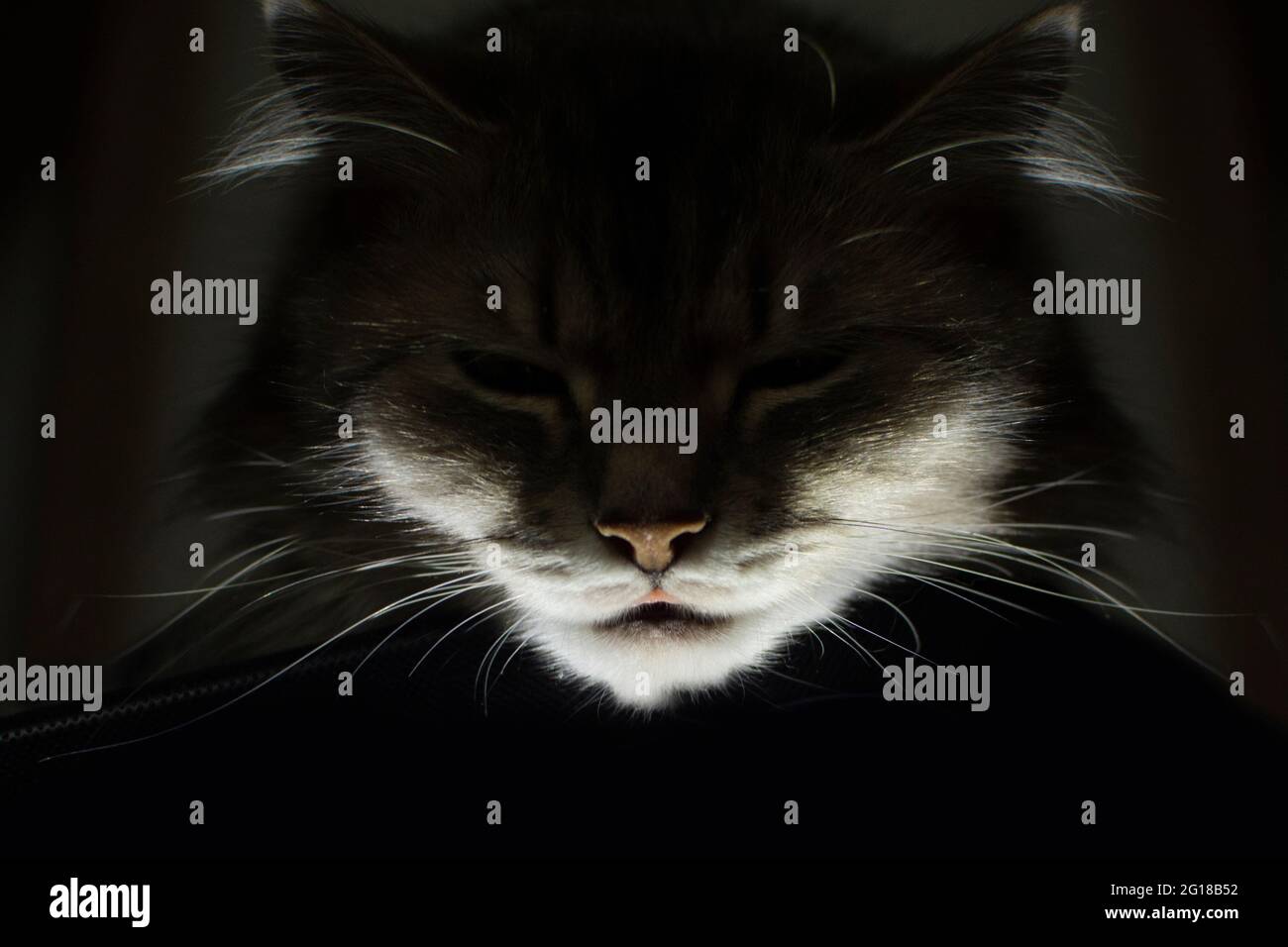 Scary cat hi-res stock photography and images - Alamy