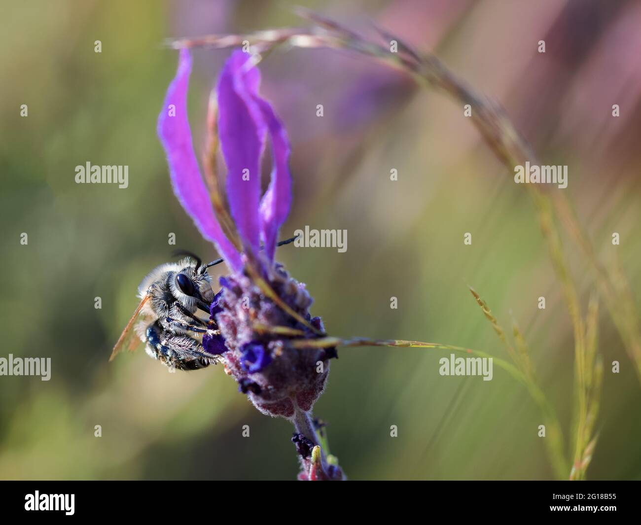 Beekeeping extremadura hi-res stock photography and images - Alamy