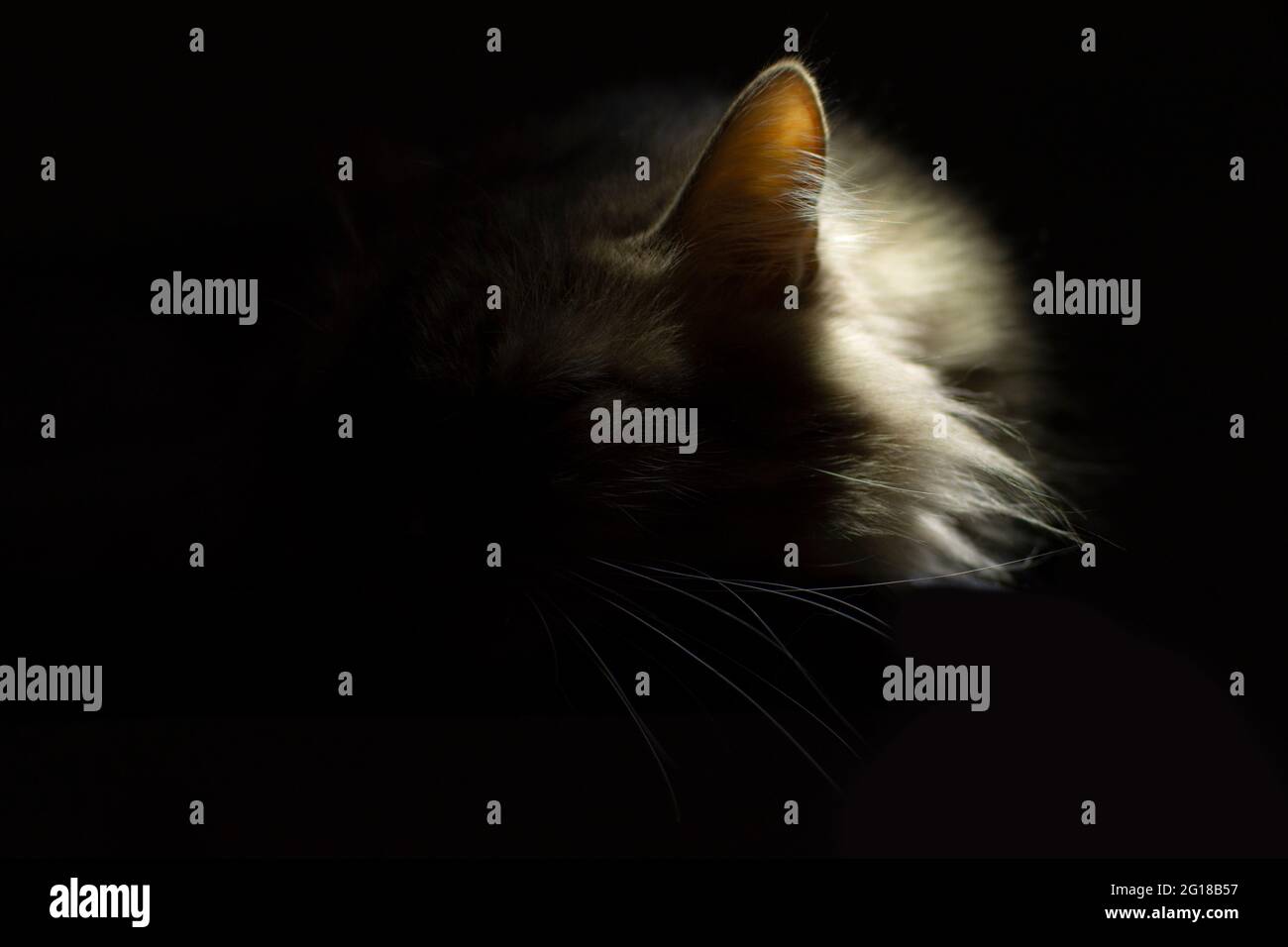 cat ear illuminated in the dark. Cat's hearing concept Stock Photo - Alamy
