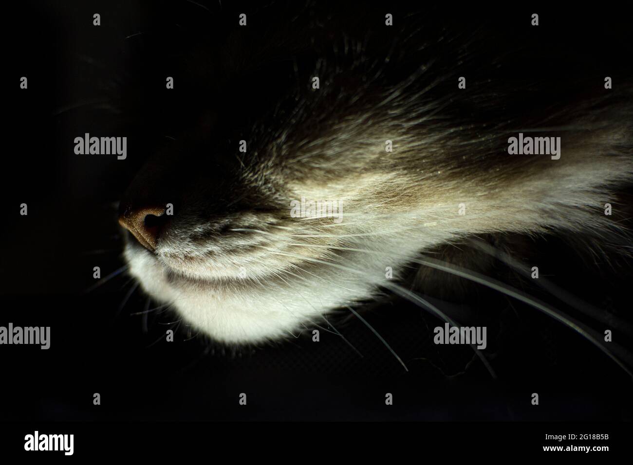 Frightening cat with fangs. Scary cat Stock Photo - Alamy