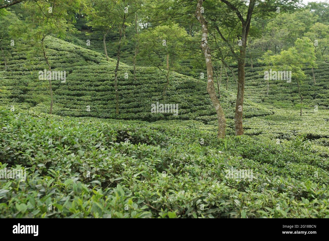Inside a tea garden estate in Sylhet, Bangladesh. 2007 Stock Photo - Alamy