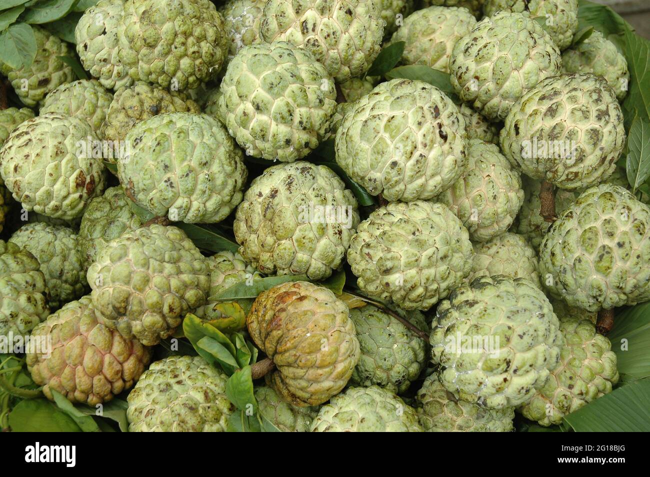 Sharifa, a popular fruit of Bangladesh. Faridpur, Bangladesh. August 02 ...