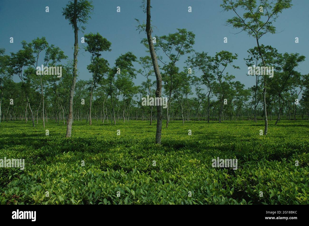 Srimongol hi-res stock photography and images - Alamy