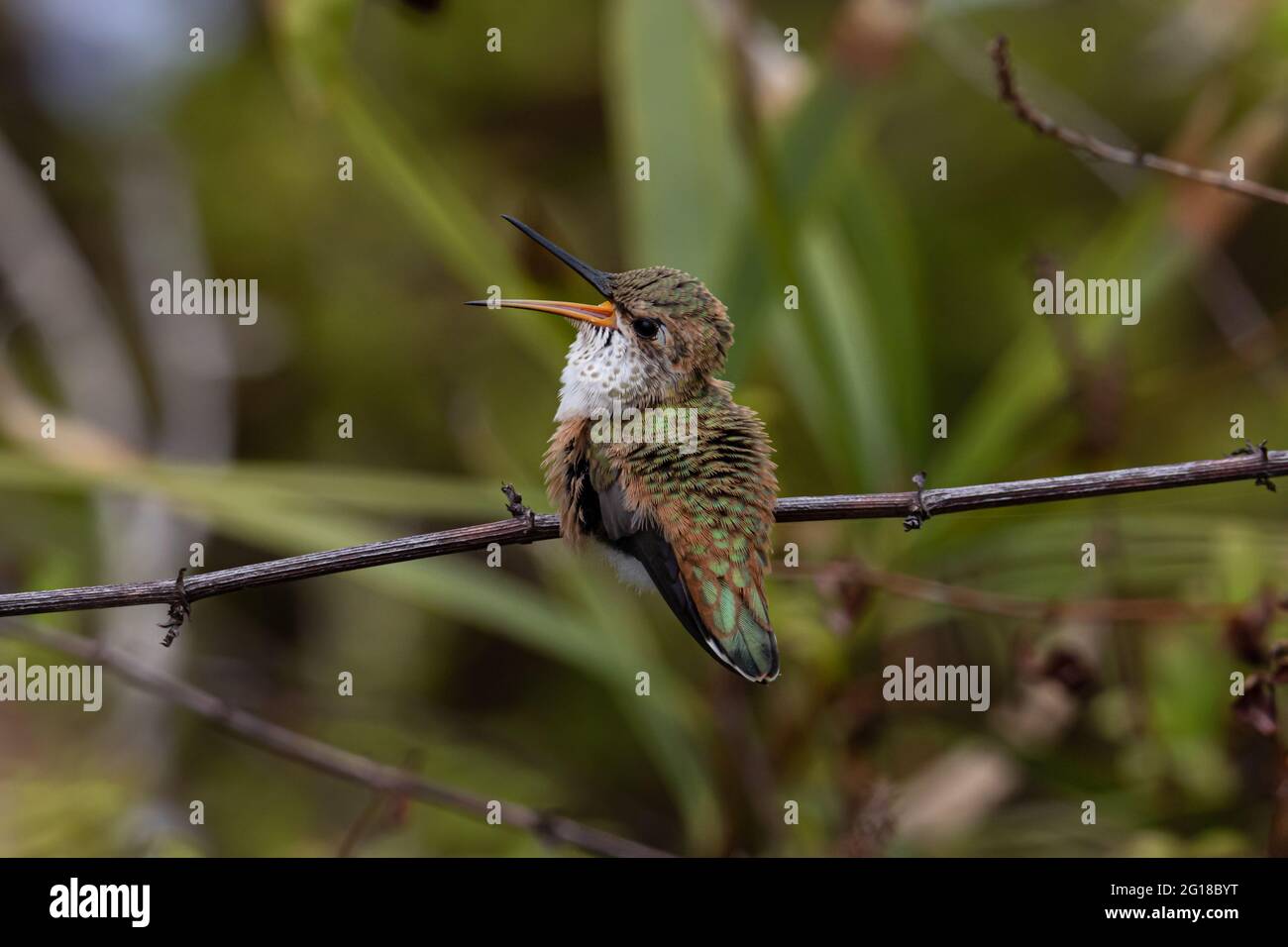 Closeup of young Anna's Hummingbird (Calypte anna) perched on branch in ...