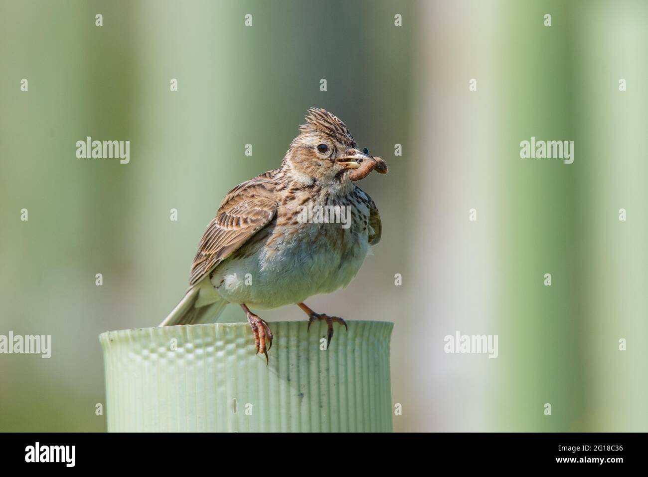 Skylark bird uk hi-res stock photography and images - Alamy
