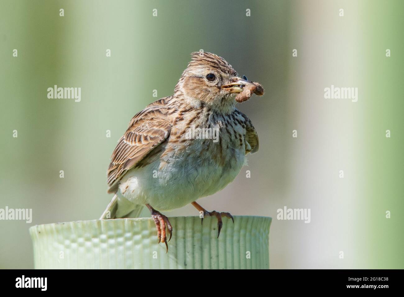 Skylark bird uk hi-res stock photography and images - Alamy