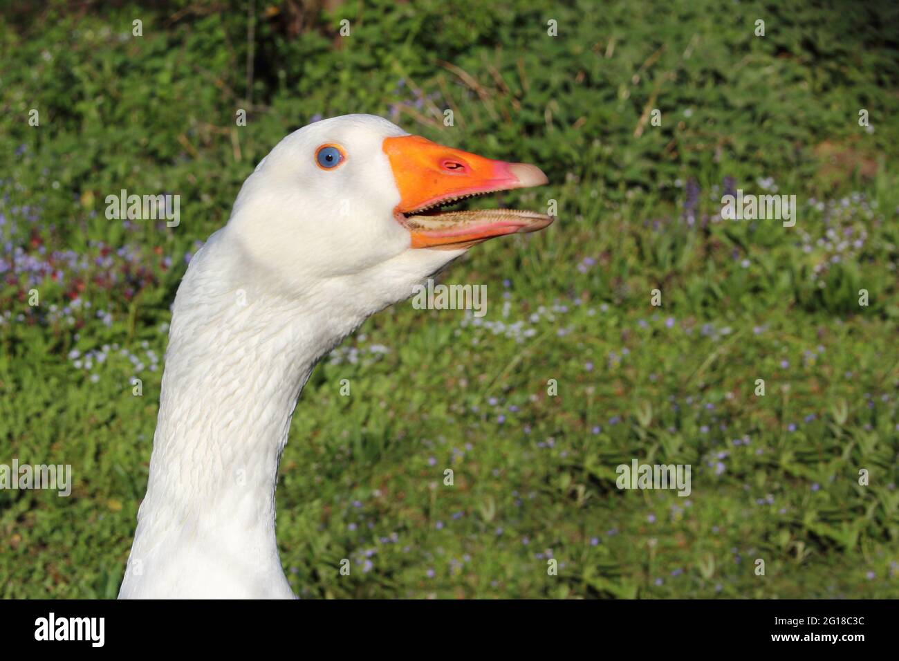 Domestic goose hausgans hi-res stock photography and images - Alamy