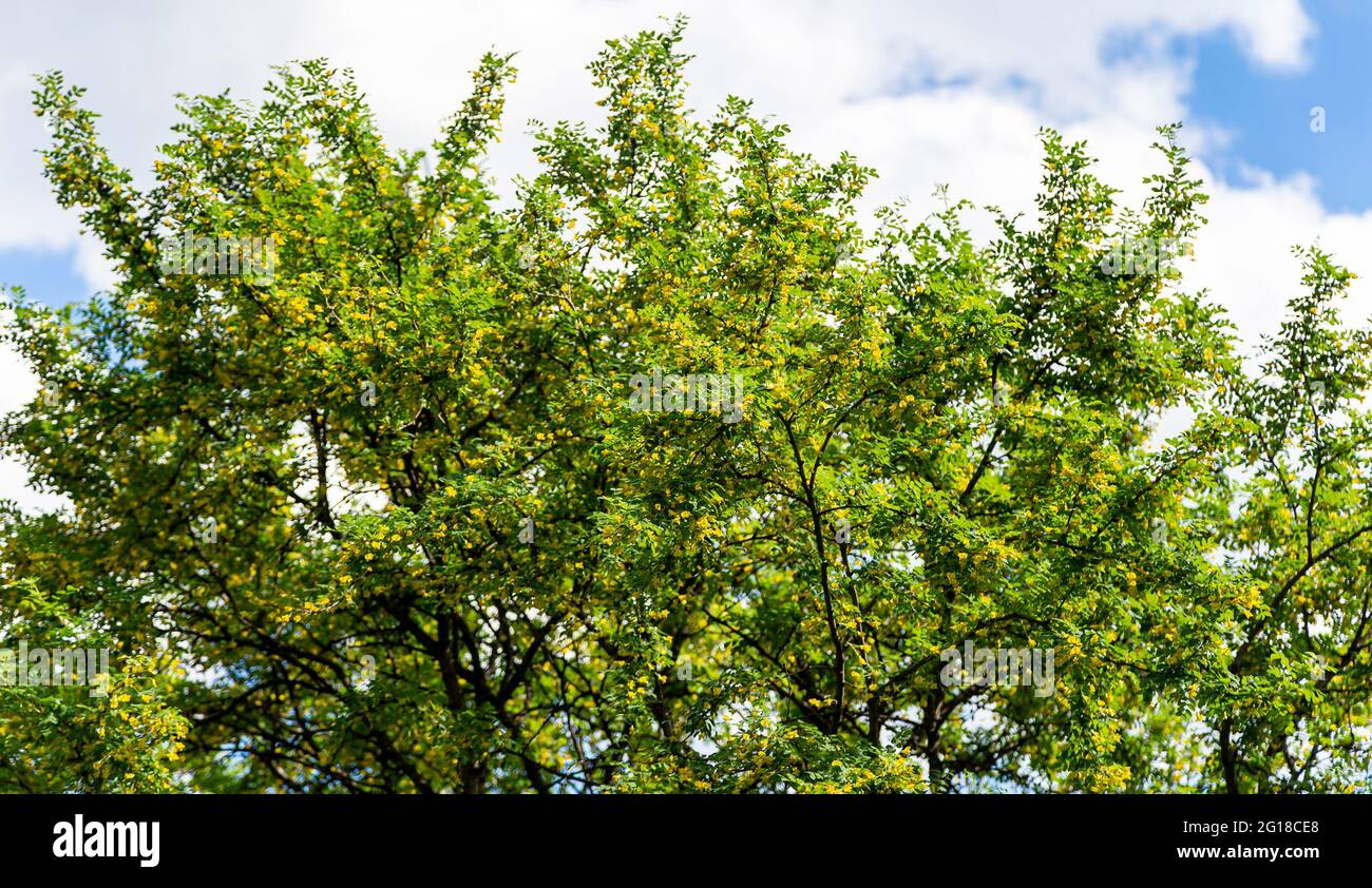 Yellow flowers of Acacia tree in sunny spring day Stock Photo - Alamy