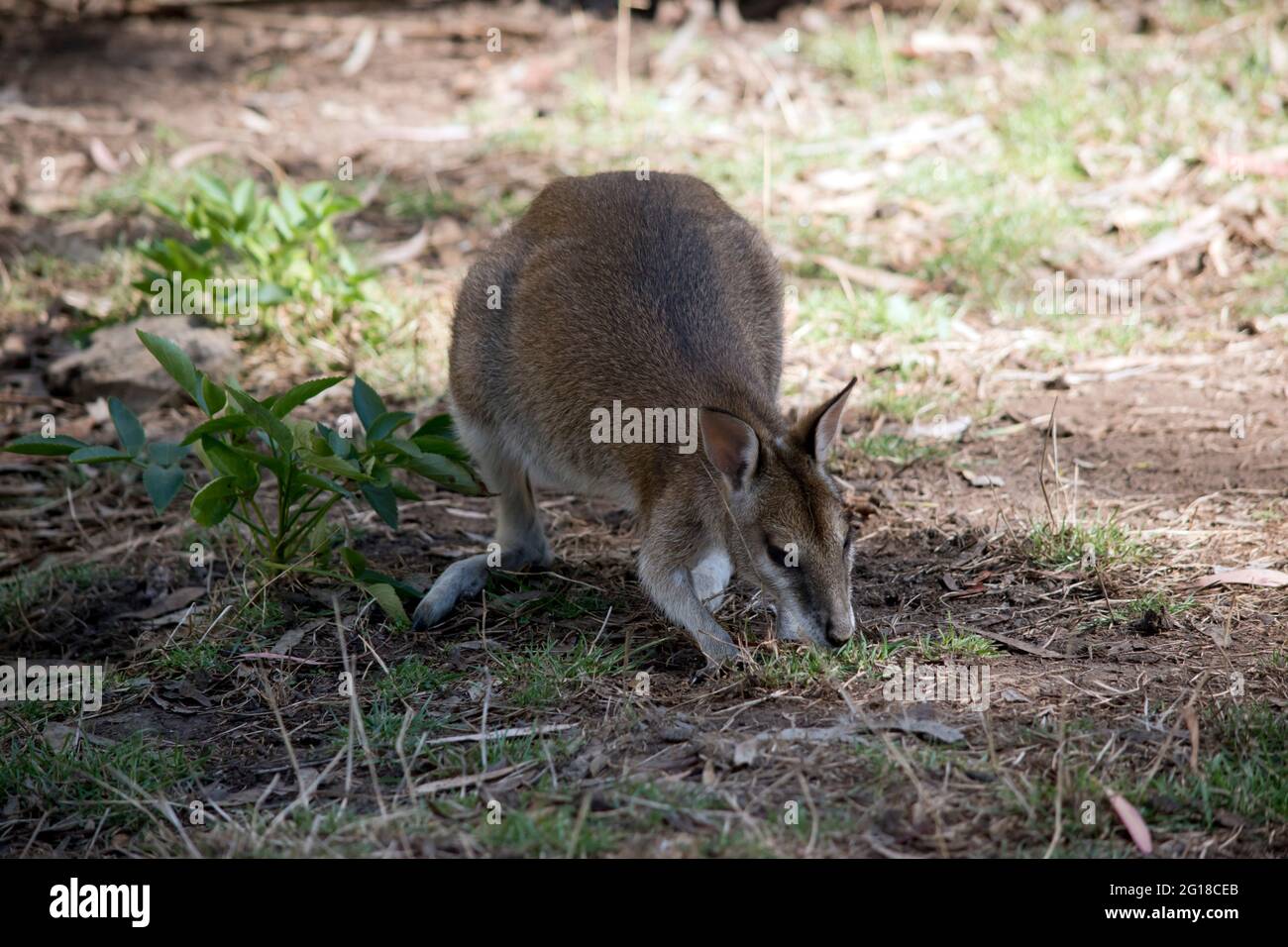 The agile wallaby also known as the sandy wallaby, it gets this name ...
