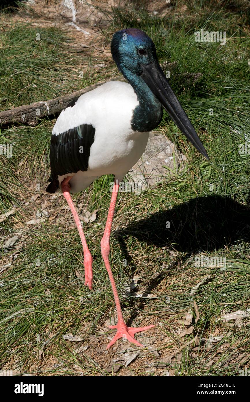 the black necked stork has a shine blue head an neck with a white body ...