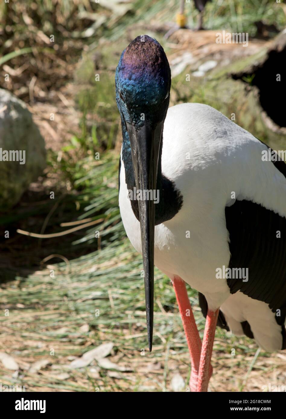 the black necked stork has a shine blue head an neck with a white body ...