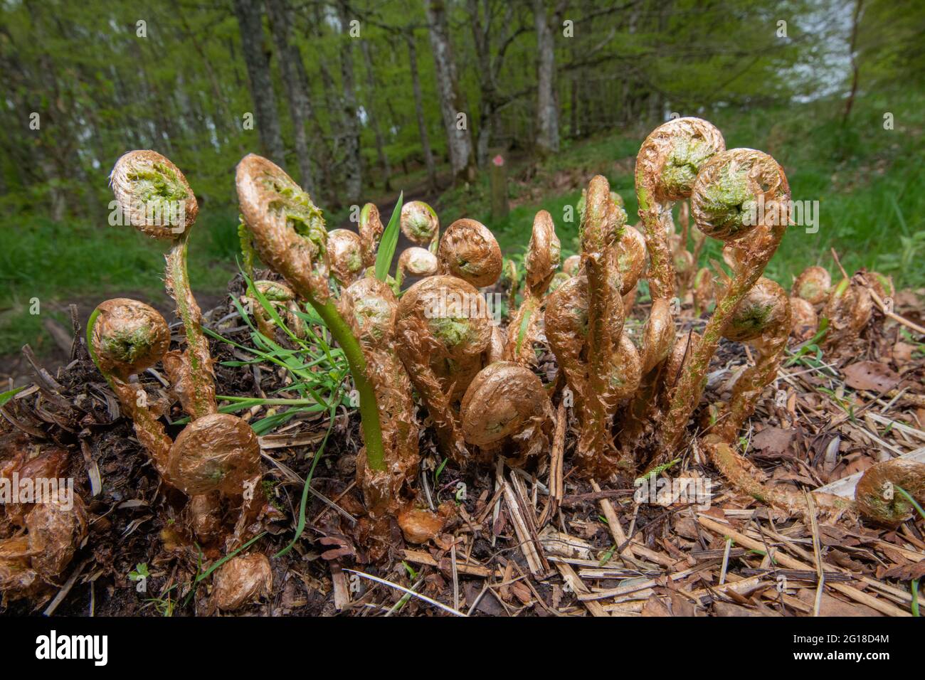 Fern opening up hi-res stock photography and images - Alamy