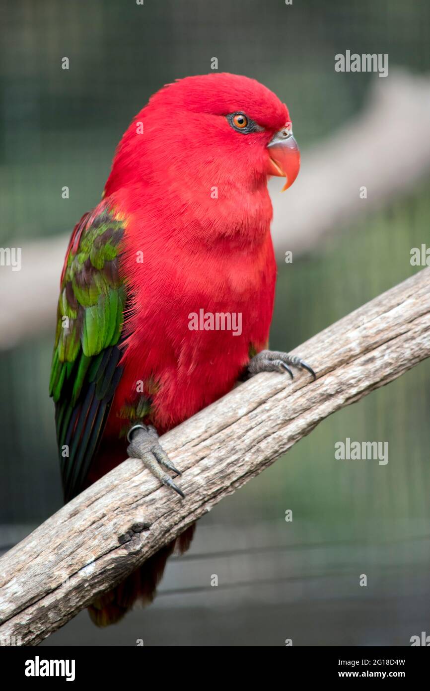 The chattering lory hi-res stock photography and images - Alamy