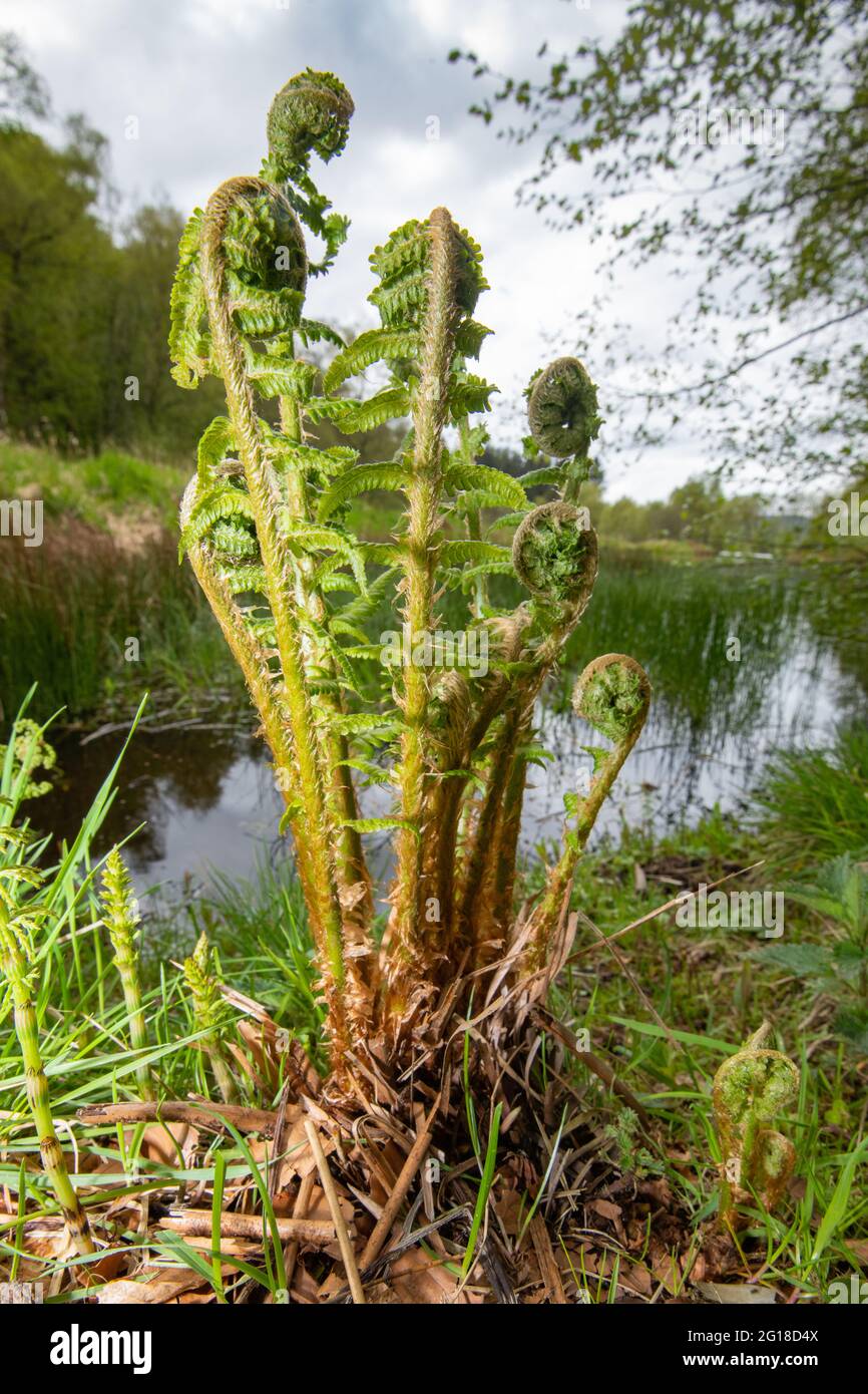 Fern opening up hi-res stock photography and images - Alamy