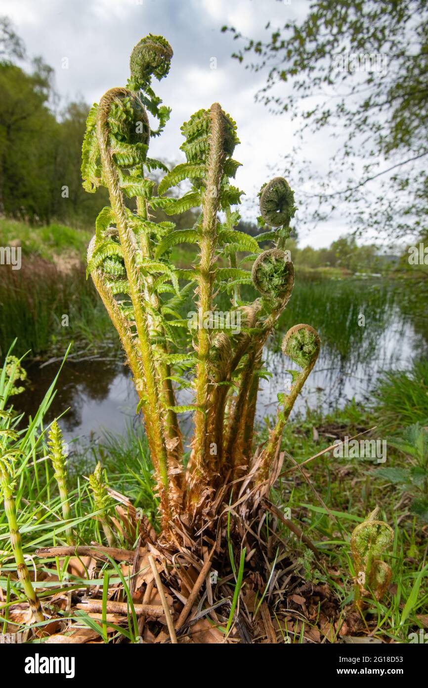 Fern opening up hi-res stock photography and images - Alamy