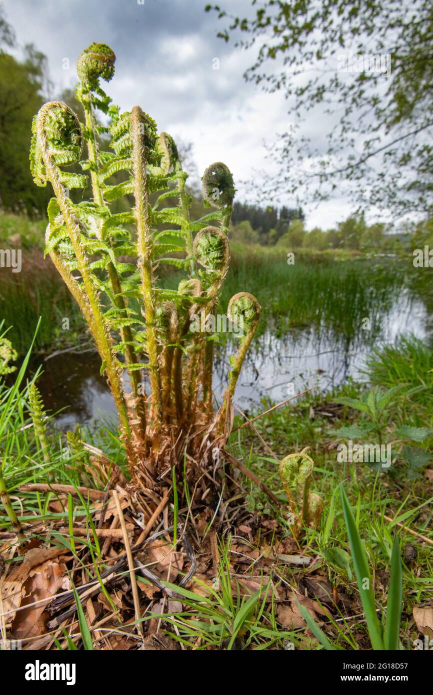 Fern opening up hi-res stock photography and images - Alamy