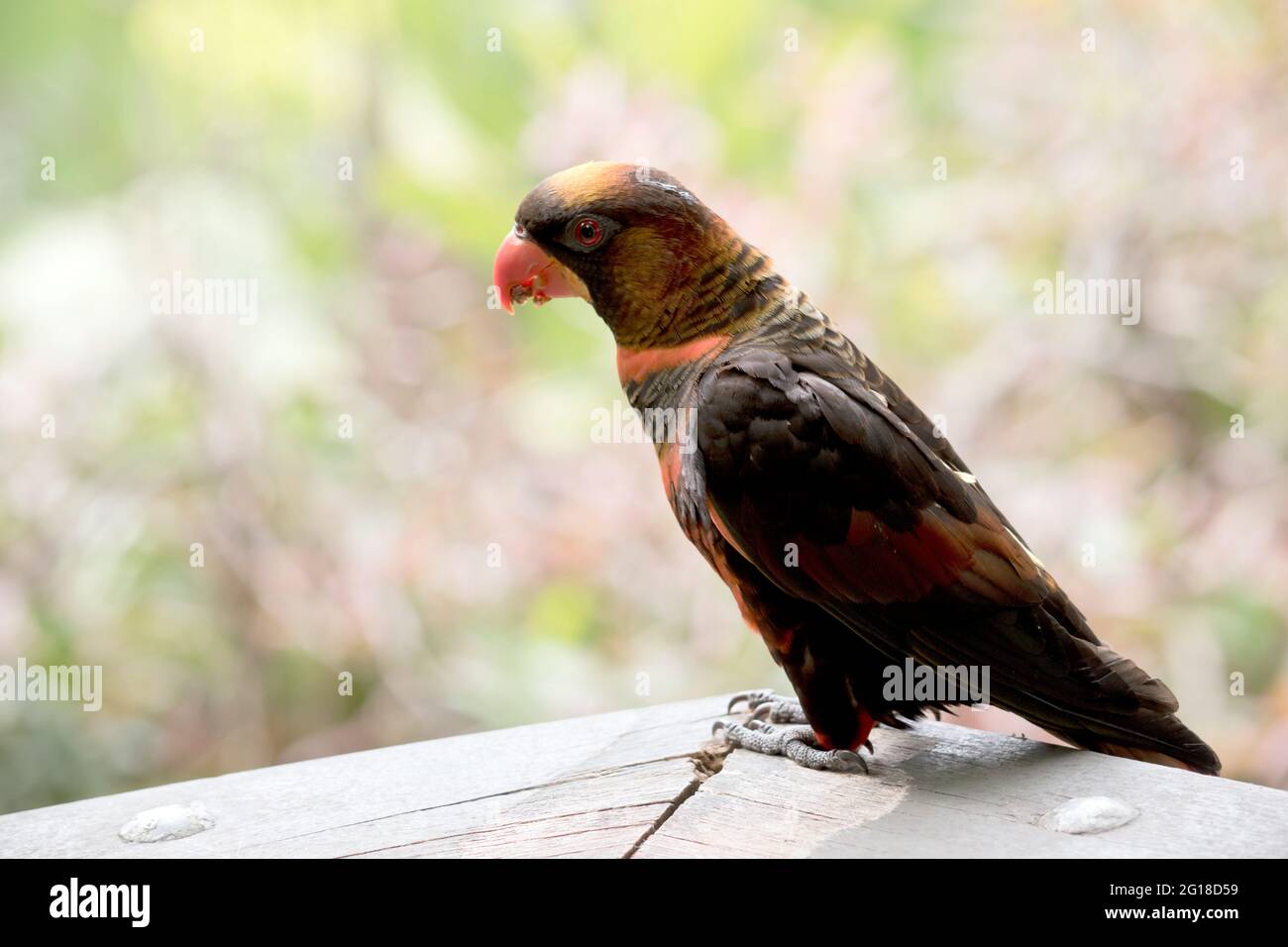 the dusky lory is black and orange with an orange beak Stock Photo - Alamy