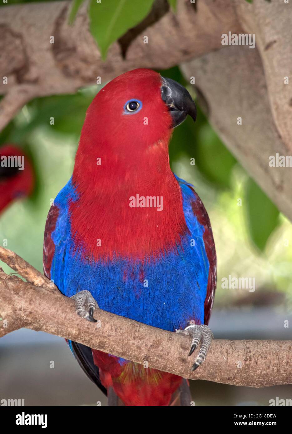 the female eclectus parrot is red and blue Stock Photo - Alamy