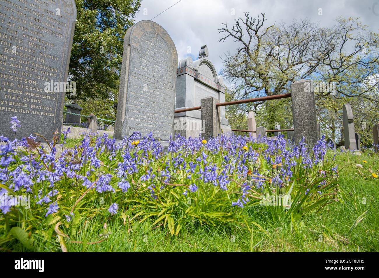 St Machar's Cathedral Aberdeen, graveyard wildflowers Stock Photo - Alamy