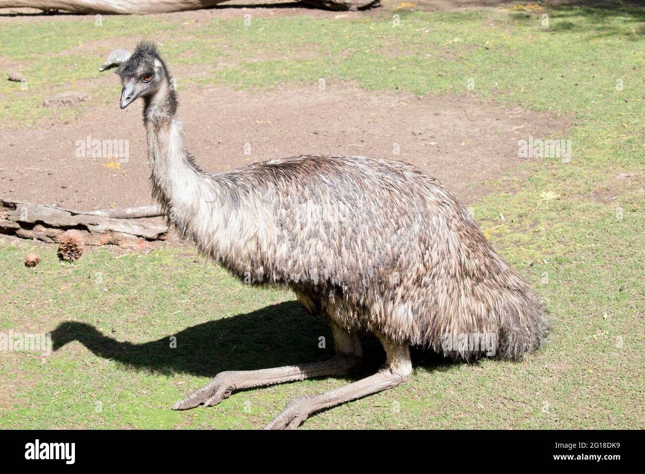 the emu is a tall flightless bird Stock Photo - Alamy