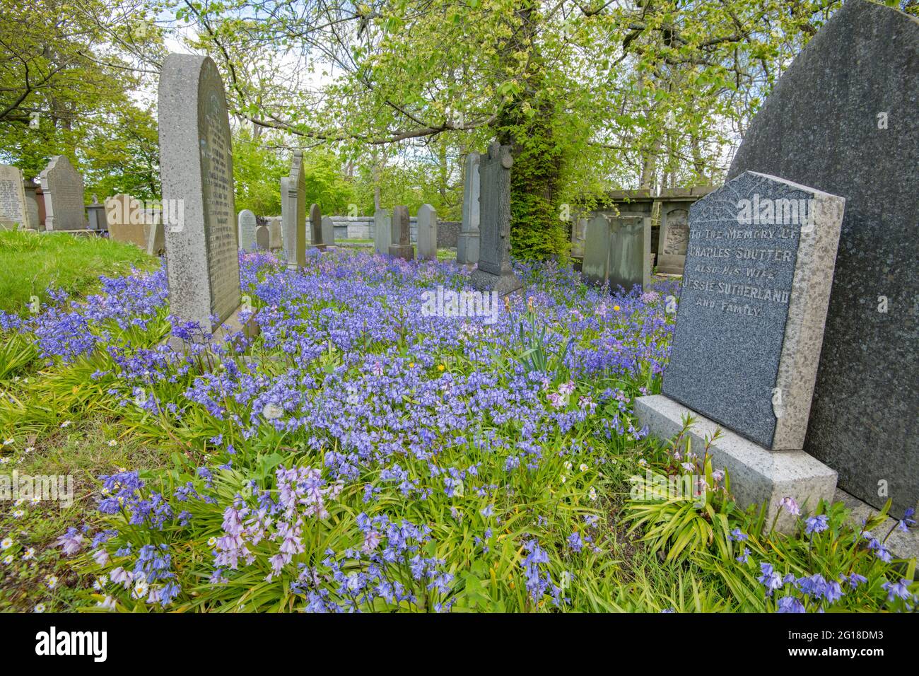 St Machar's Cathedral Aberdeen, graveyard wildflowers Stock Photo - Alamy
