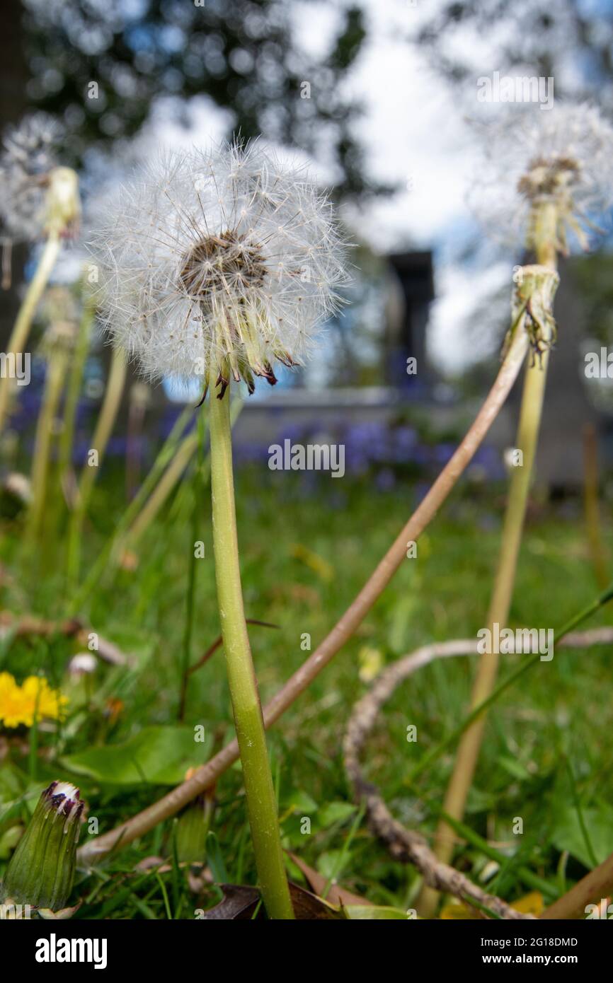 St Machar's Cathedral Aberdeen, graveyard wildflowers Stock Photo - Alamy