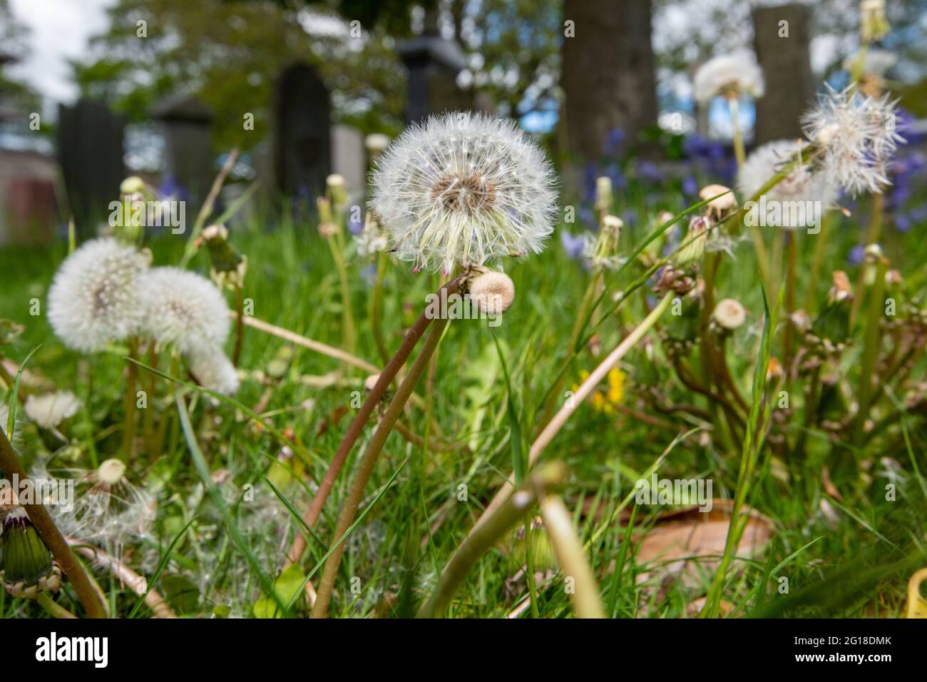 St Machar's Cathedral Aberdeen, graveyard wildflowers Stock Photo - Alamy