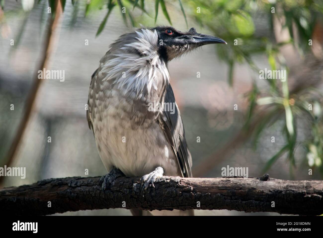 the friar bird is a grey, white and black bird Stock Photo - Alamy