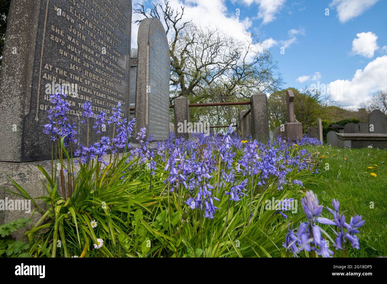 St Machar's Cathedral Aberdeen, graveyard wildflowers Stock Photo - Alamy