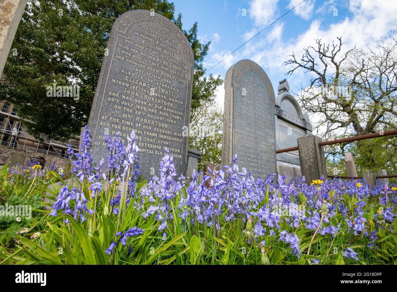St Machar's Cathedral Aberdeen, graveyard wildflowers Stock Photo - Alamy