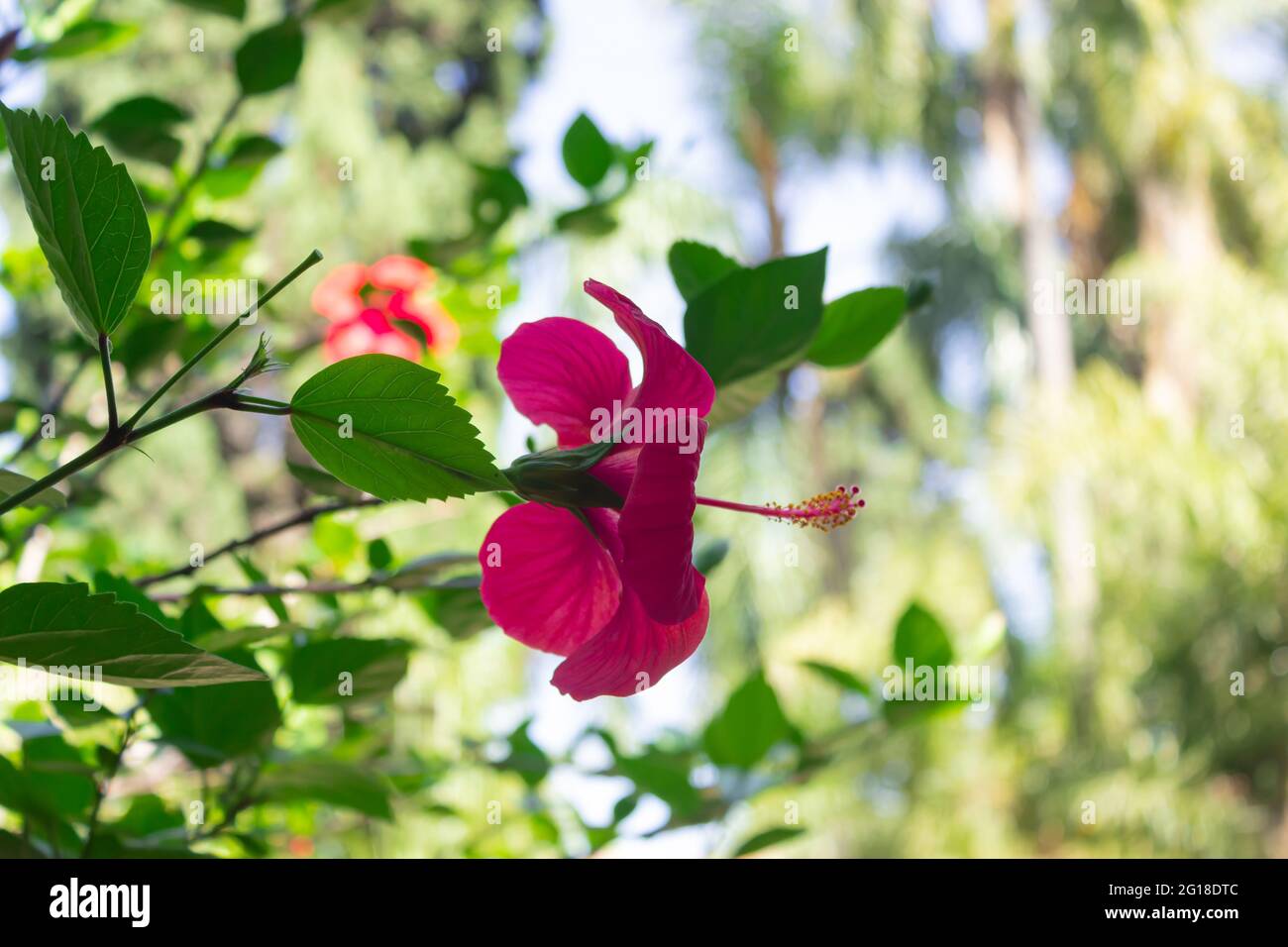 Flower red flower hi-res stock photography and images - Alamy