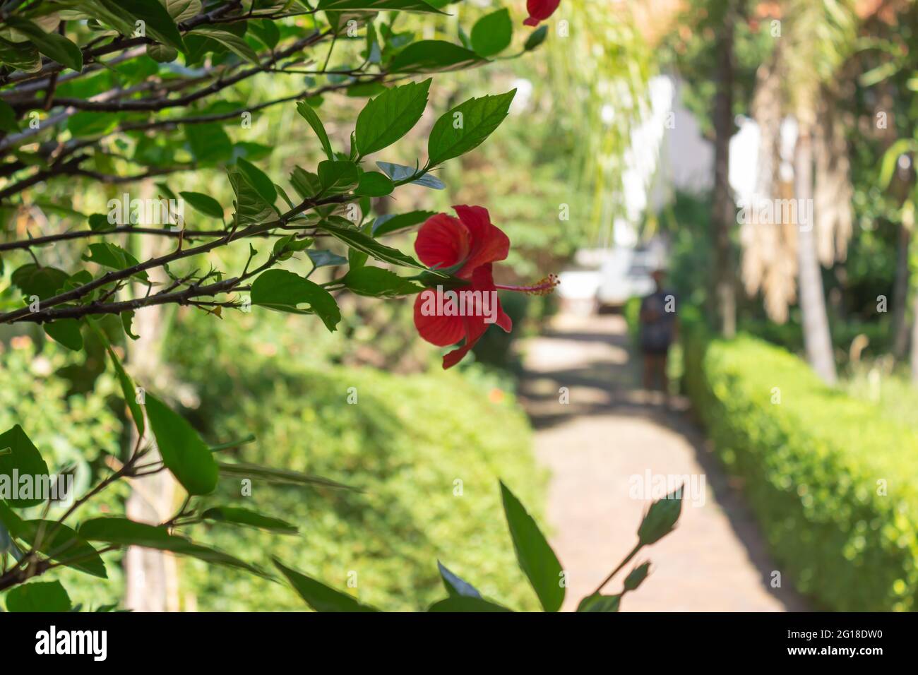 Flower red flower hi-res stock photography and images - Alamy
